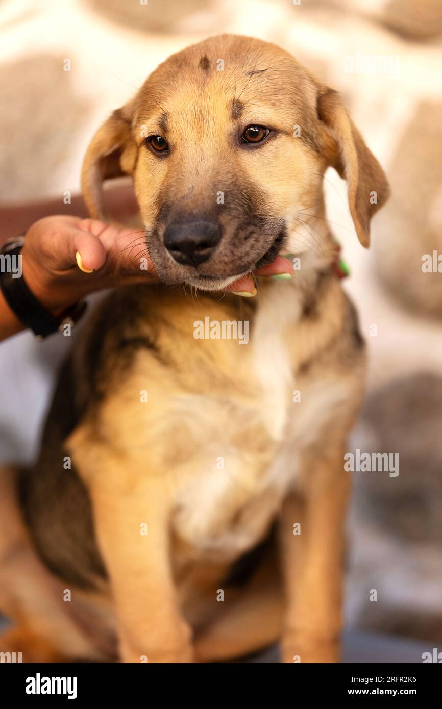 Rescue adoption dog puppy portrait with sad look on the face Stock ...
