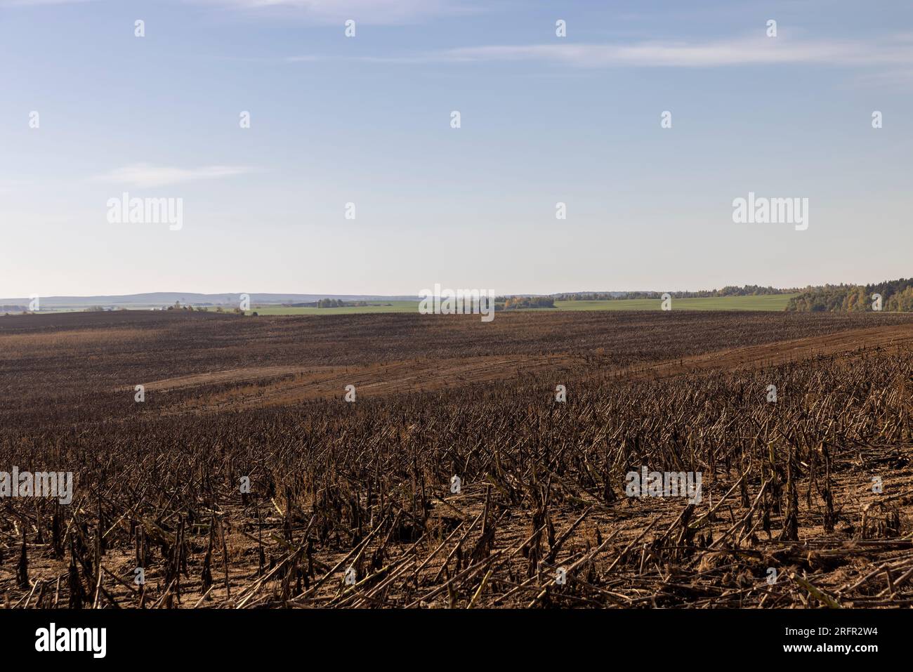 Agricultural field after sunflower harvest, black dry stalks from ...