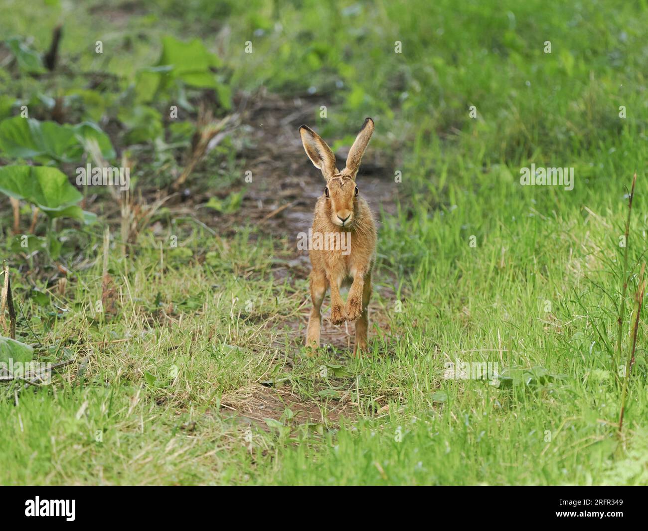 Hare july 2023 hi-res stock photography and images - Alamy