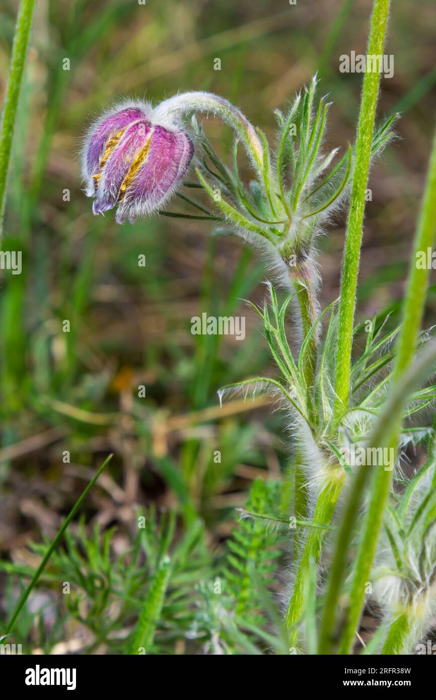 Pulsatilla patens. Pulsatilla easter flower on the meadow. Pulsatilla ...
