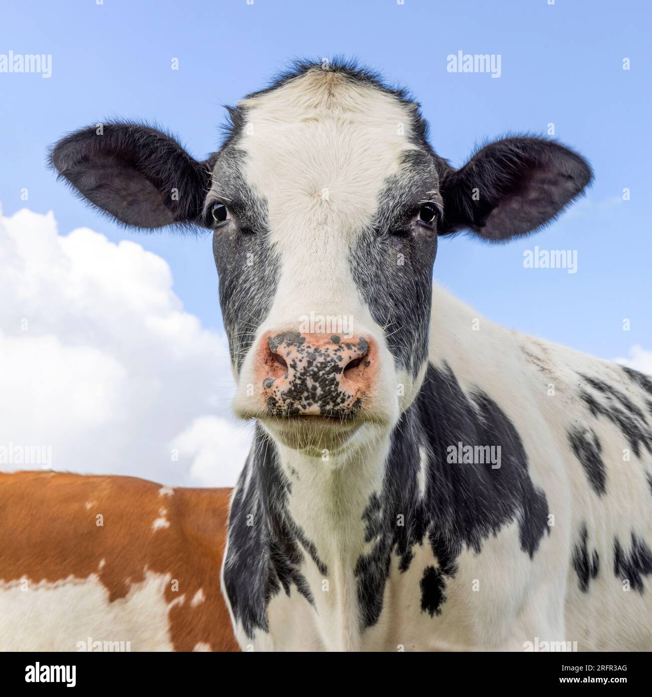 Cow head, face black and white gentle looking, pink nose, medium shot ...