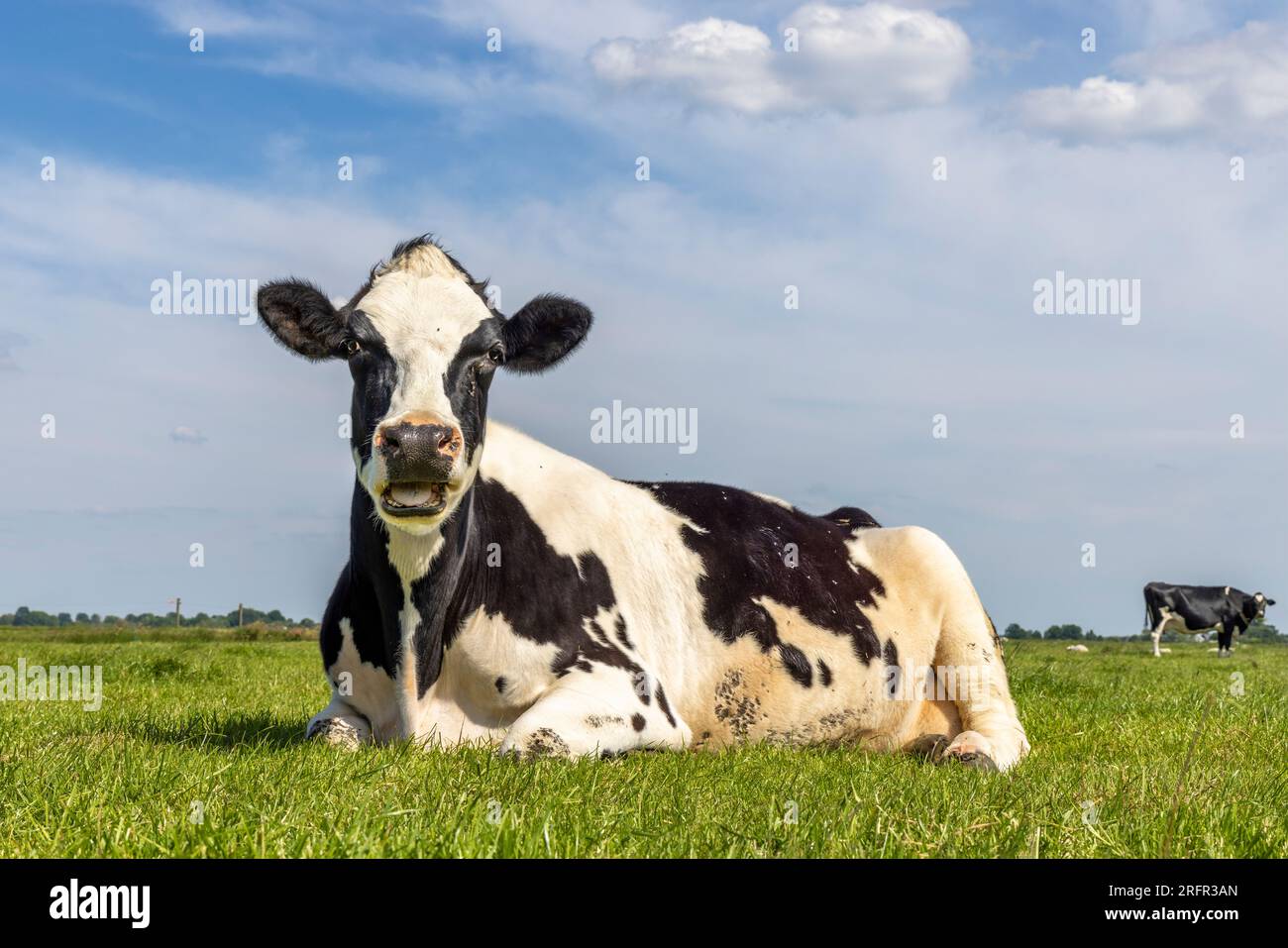 Lying cow ruminating, happy heckling and side view, showing belly and ...