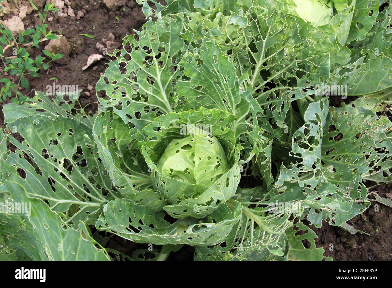 In the vegetable garden, cabbage leaves are damaged by slugs Stock ...