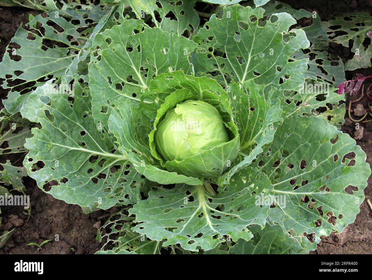 Slug pest damage garden hi-res stock photography and images - Alamy