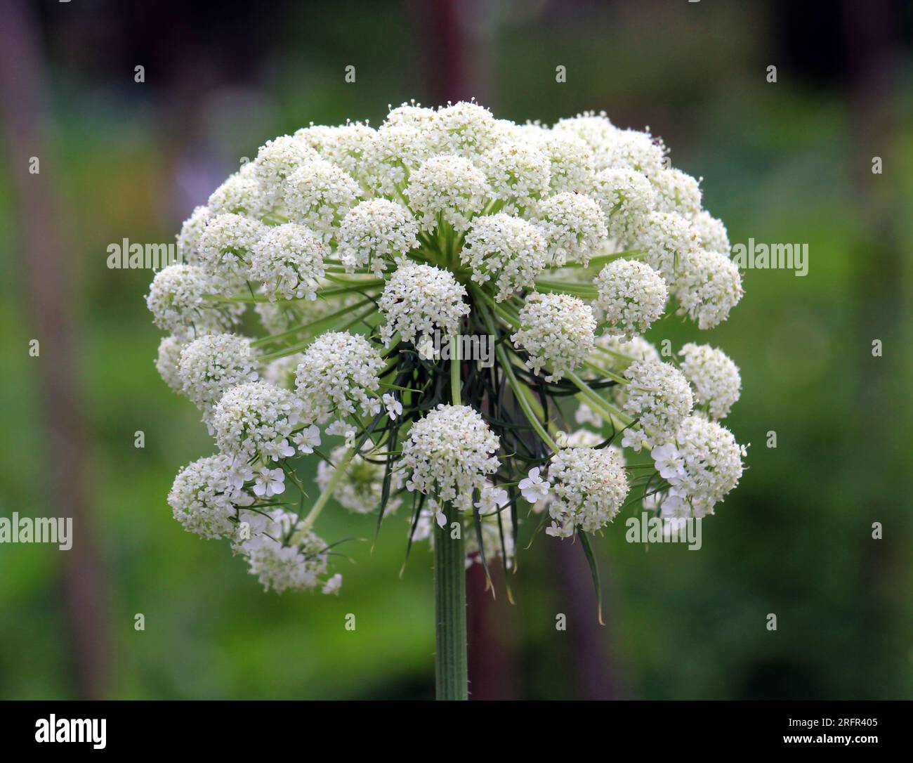 Carrots, which are grown for seeds, are blooming Stock Photo - Alamy