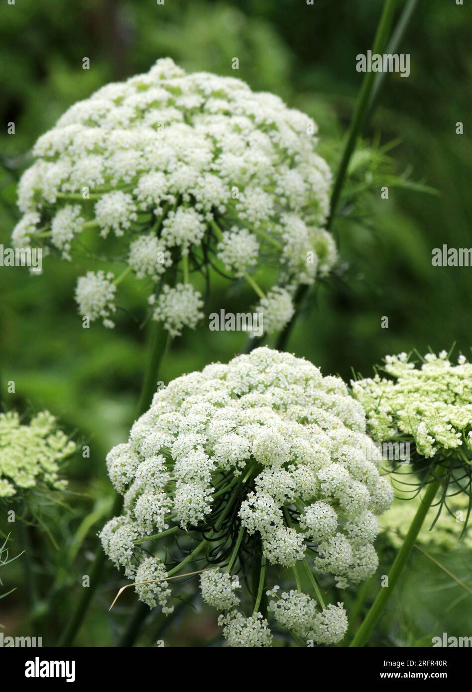 Carrots, which are grown for seeds, are blooming Stock Photo - Alamy