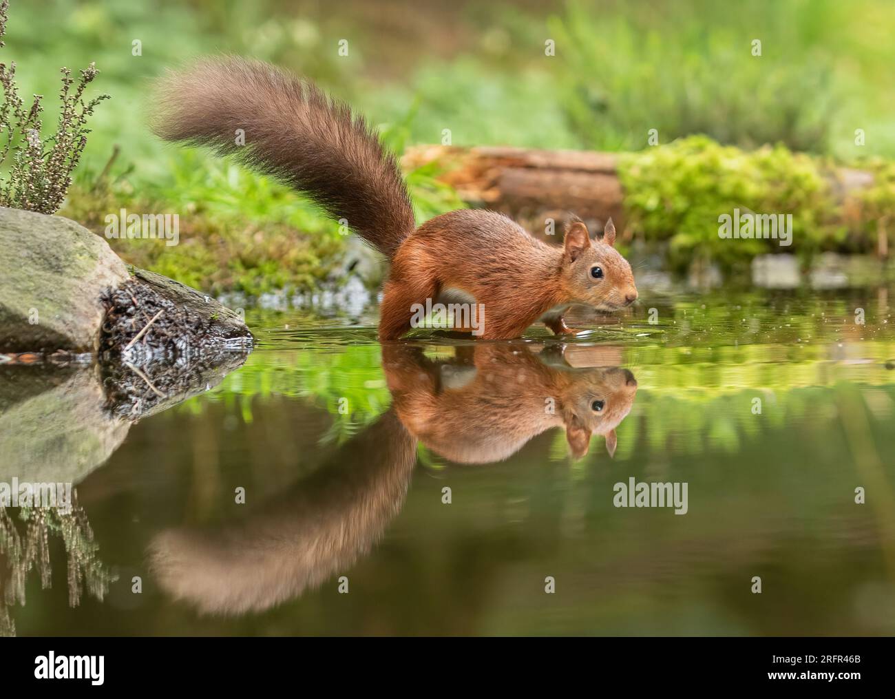 A unique shot of a rare Red squirrel ( Sciurus vulgaris) paddling in ...