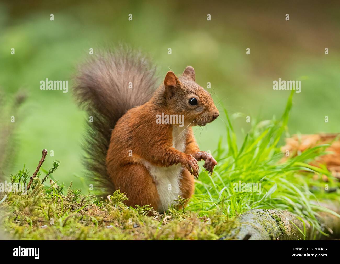 A close up of a rare Red squirrel ( Sciurus vulgaris) on a clear green ...