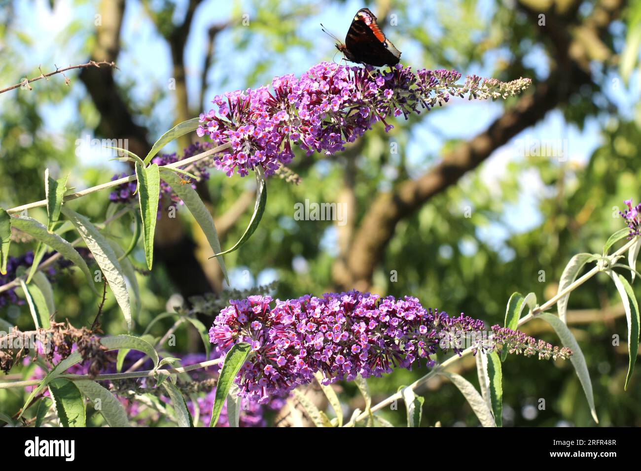 The buddleja davidii bush is blooming in the garden Stock Photo - Alamy