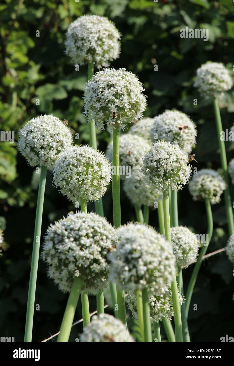 Vegetable onions, which is grown on the seeds, bloom in the garden ...