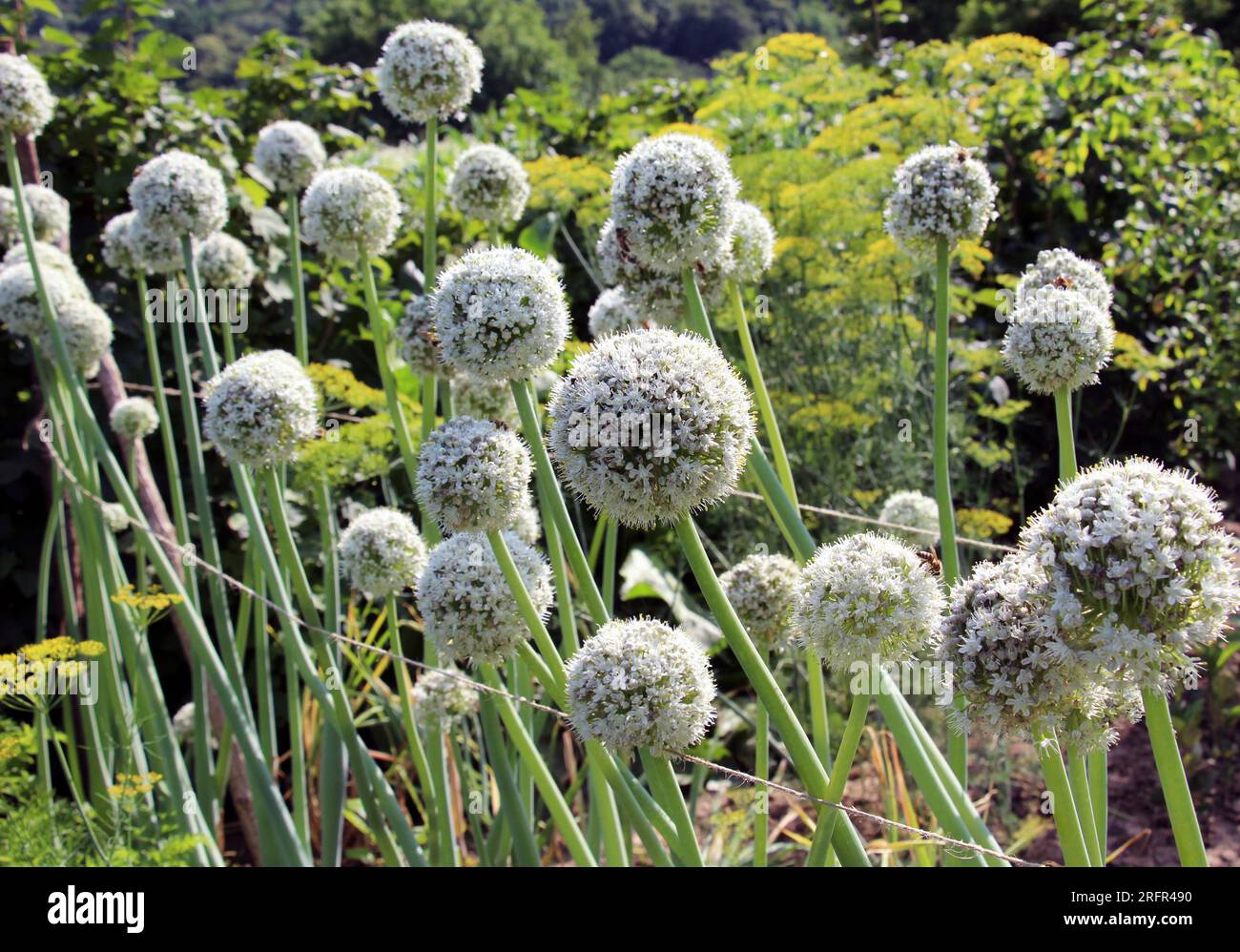 Vegetable onions, which is grown on the seeds, bloom in the garden ...