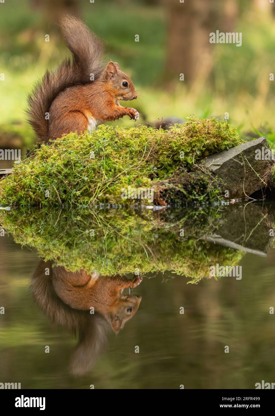 A classic shot of a Red Squirrel (Sciuris vulgaris) with his bushy tail ...