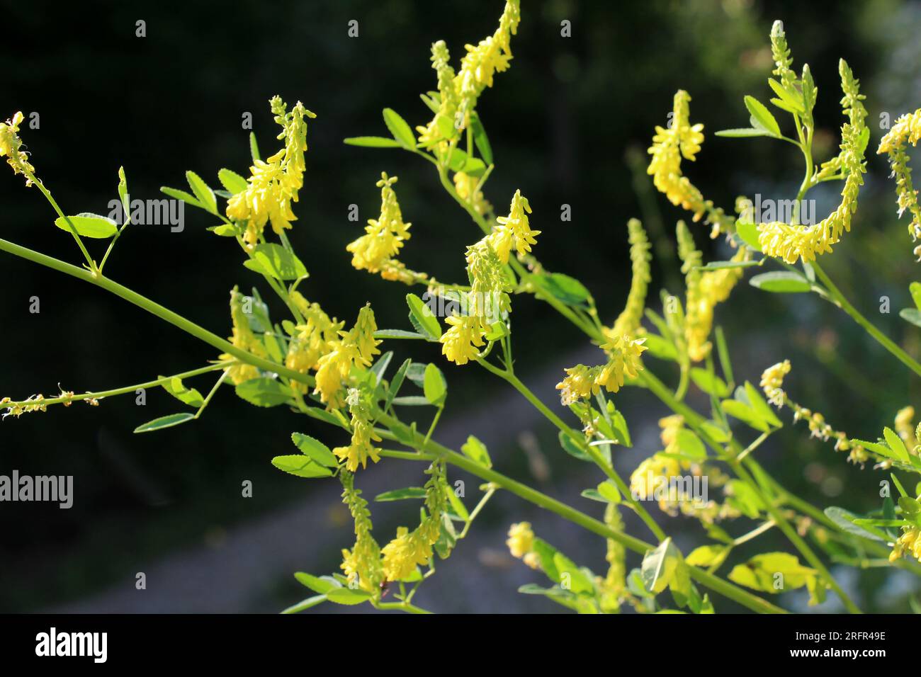 Melilotus officinalis hi-res stock photography and images - Alamy