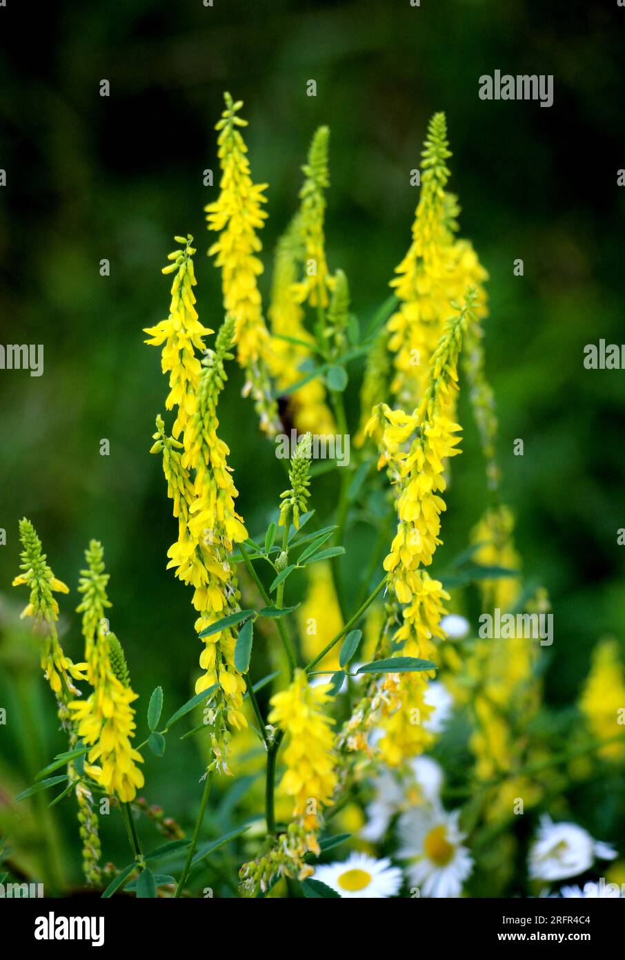 Melilotus officinalis hi-res stock photography and images - Alamy