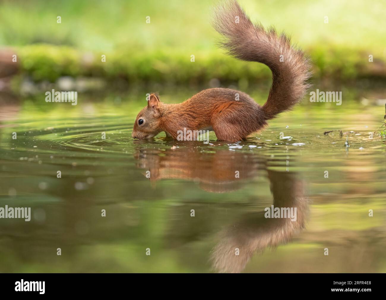 A unique shot of a rare Red squirrel ( Sciurus vulgaris) paddling and ...
