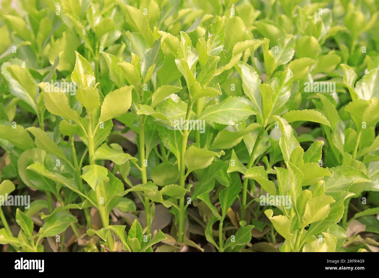 Pale green leaves hi-res stock photography and images - Alamy