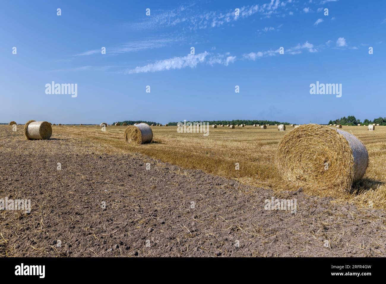Agricultural field with harvested wheat and straw in stacks, twisted ...