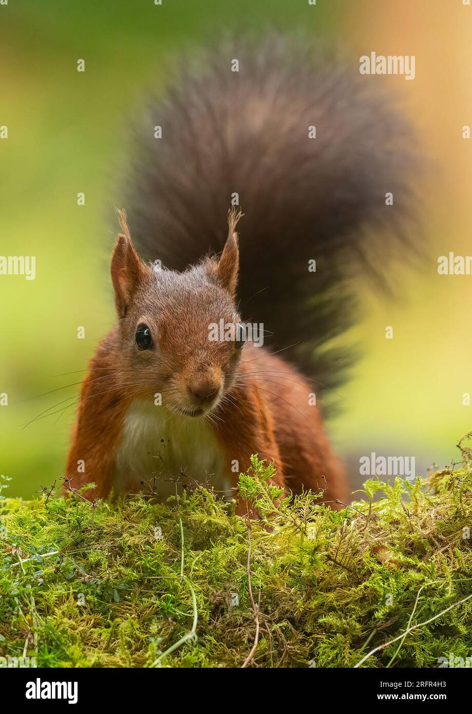 A close up of a rare Red squirrel ( Sciurus vulgaris) on a clear green ...
