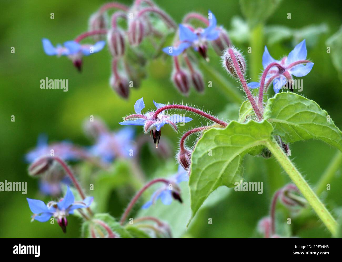 In summer, borage (Borago officinalis) grows in nature Stock Photo - Alamy