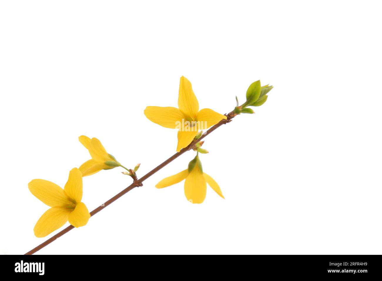 close up of forsythia flower, growing in early spring, gives the ...
