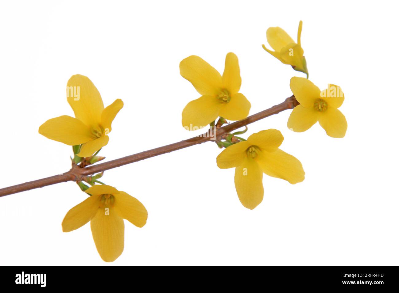 close up of forsythia flower, growing in early spring, gives the ...