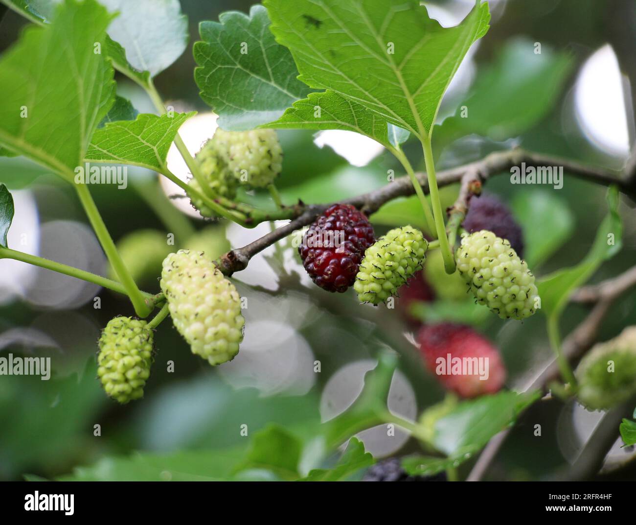 Close up of black mulberry berries (Morus nigra) ripen on a tree branch ...