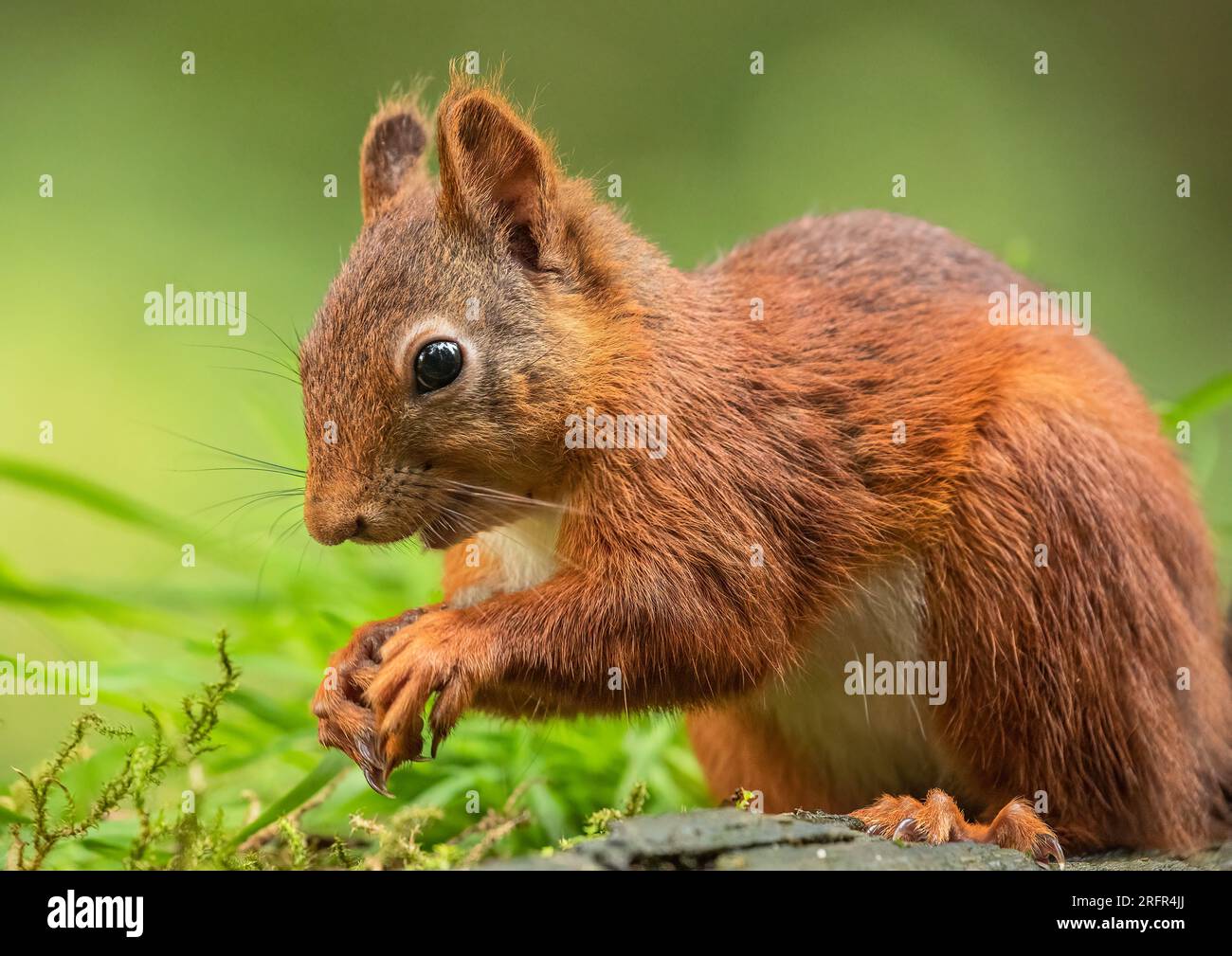 A super close up shot of a rare Red squirrel ( Sciurus vulgaris) on a ...