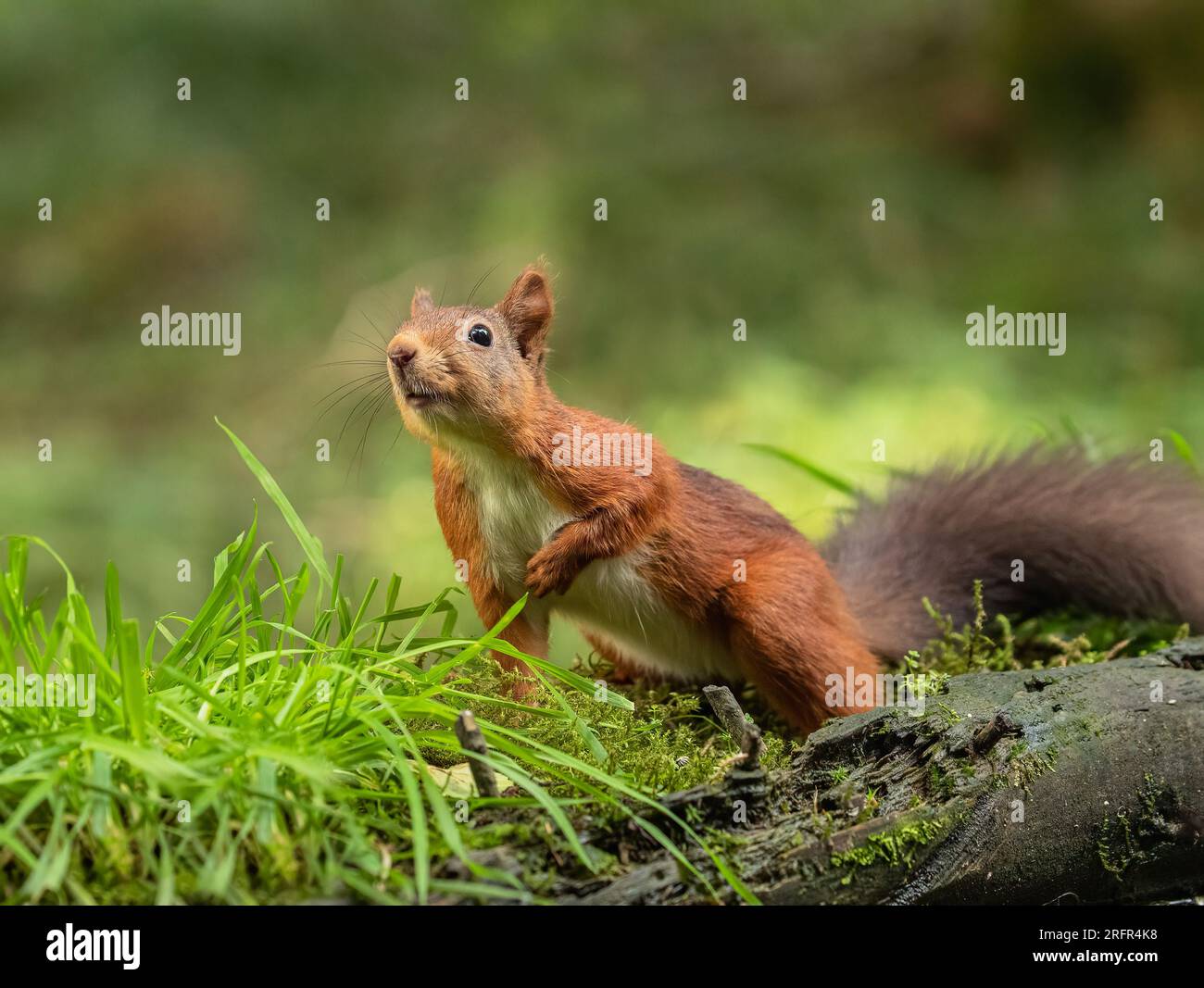 A close up of a rare Red squirrel ( Sciurus vulgaris) on a clear green ...