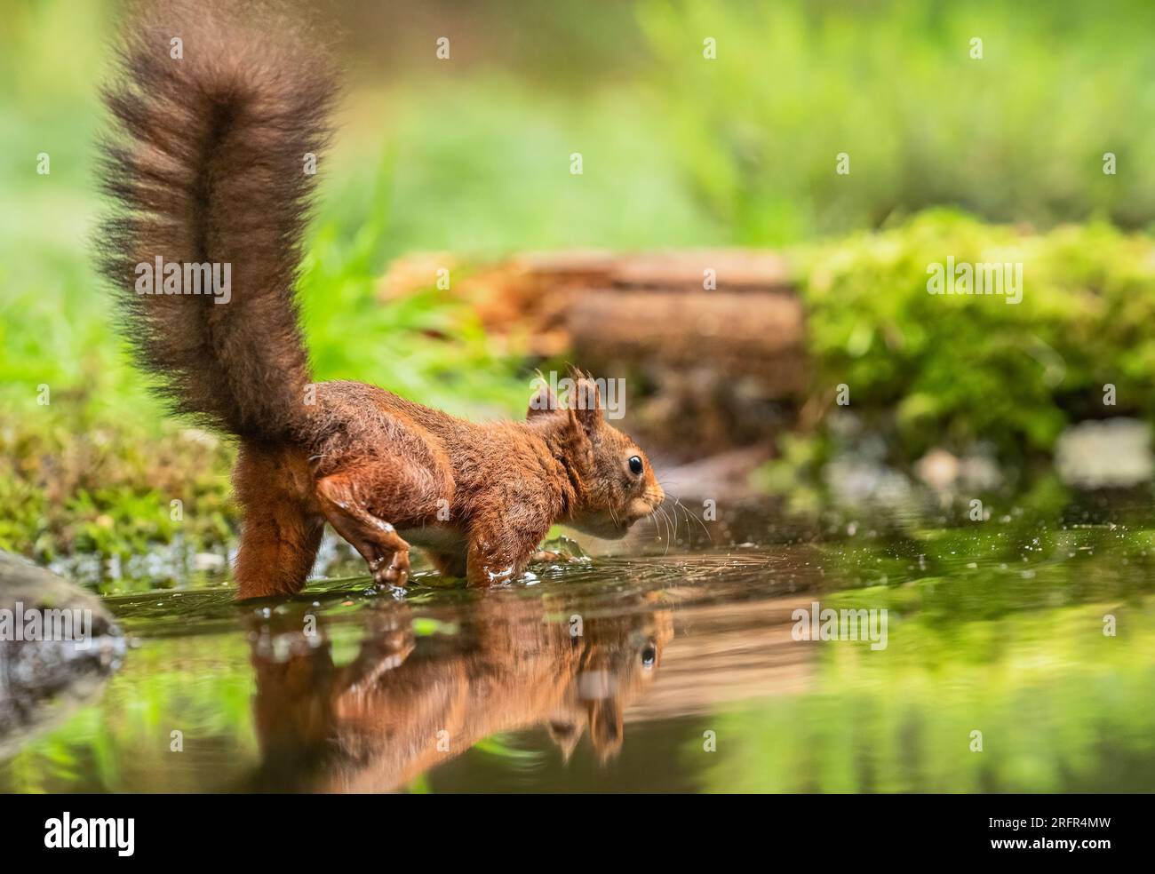 A unique shot of a rare Red squirrel ( Sciurus vulgaris) paddling in ...