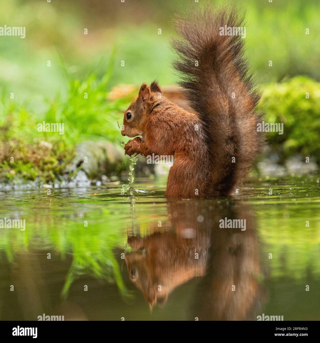 A unique shot of a rare Red squirrel ( Sciurus vulgaris) sitting in the ...