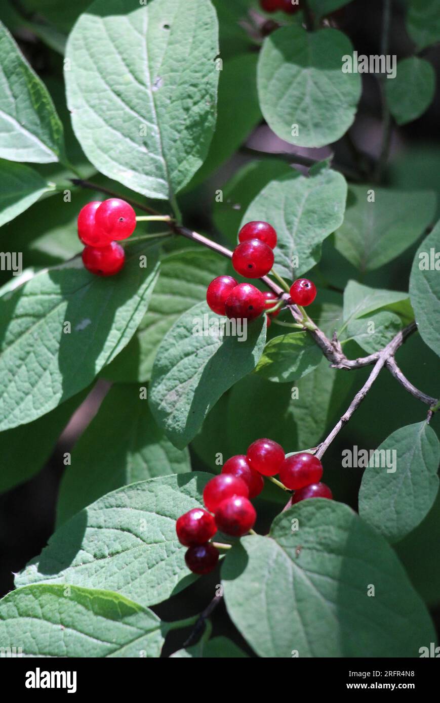 In the summer, berries ripen on common honeysuckle (Lonicera xylosteum ...
