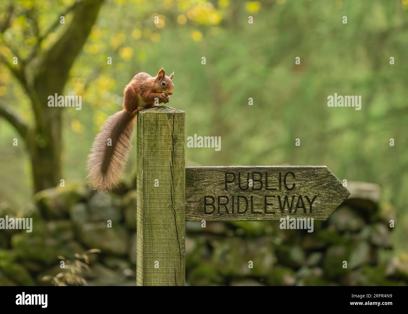 A comical photo of a threatened Red Squirrel , happilly eating a nut on ...