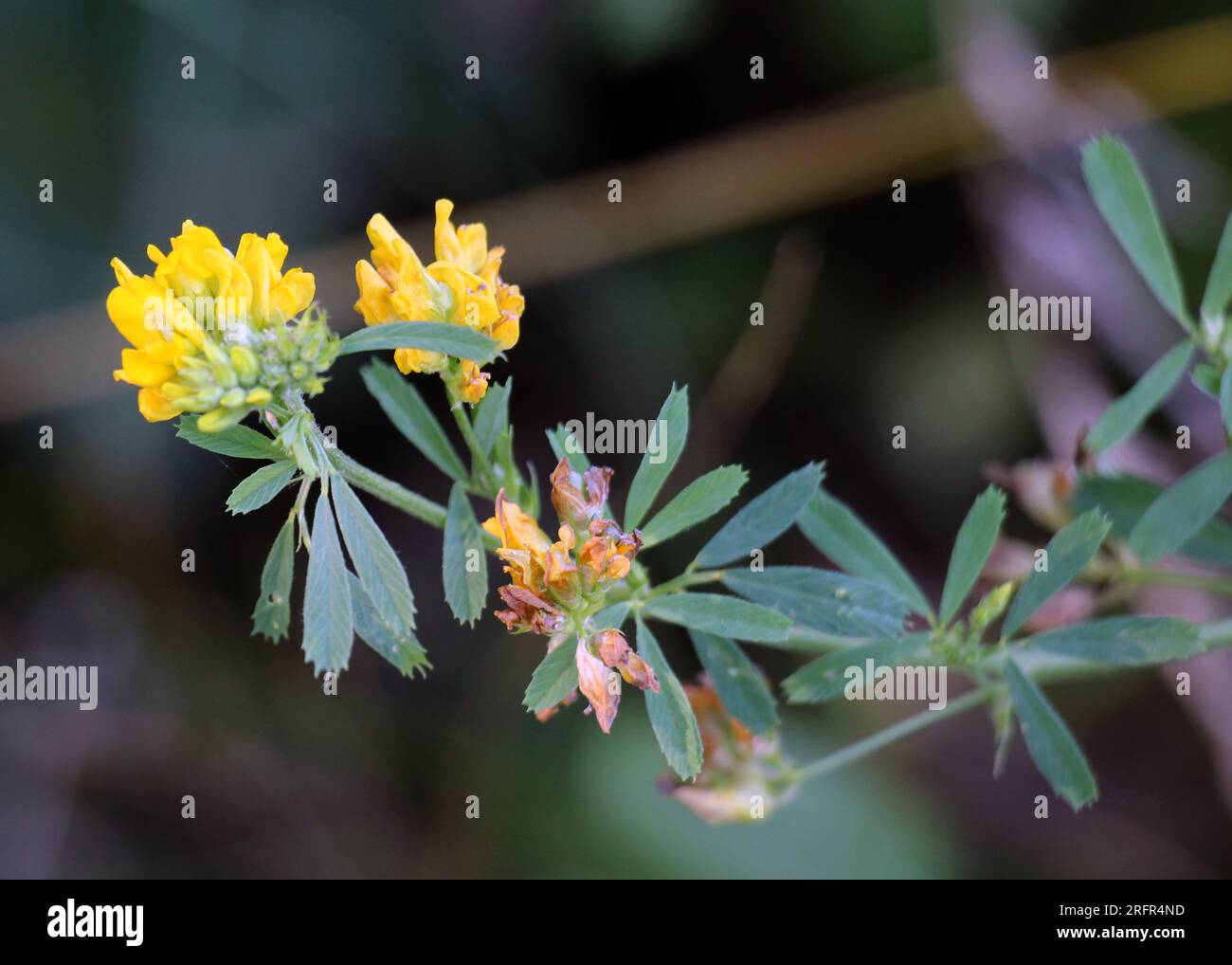 Alfalfa sickle (Medicago falcata) blooms in nature Stock Photo - Alamy
