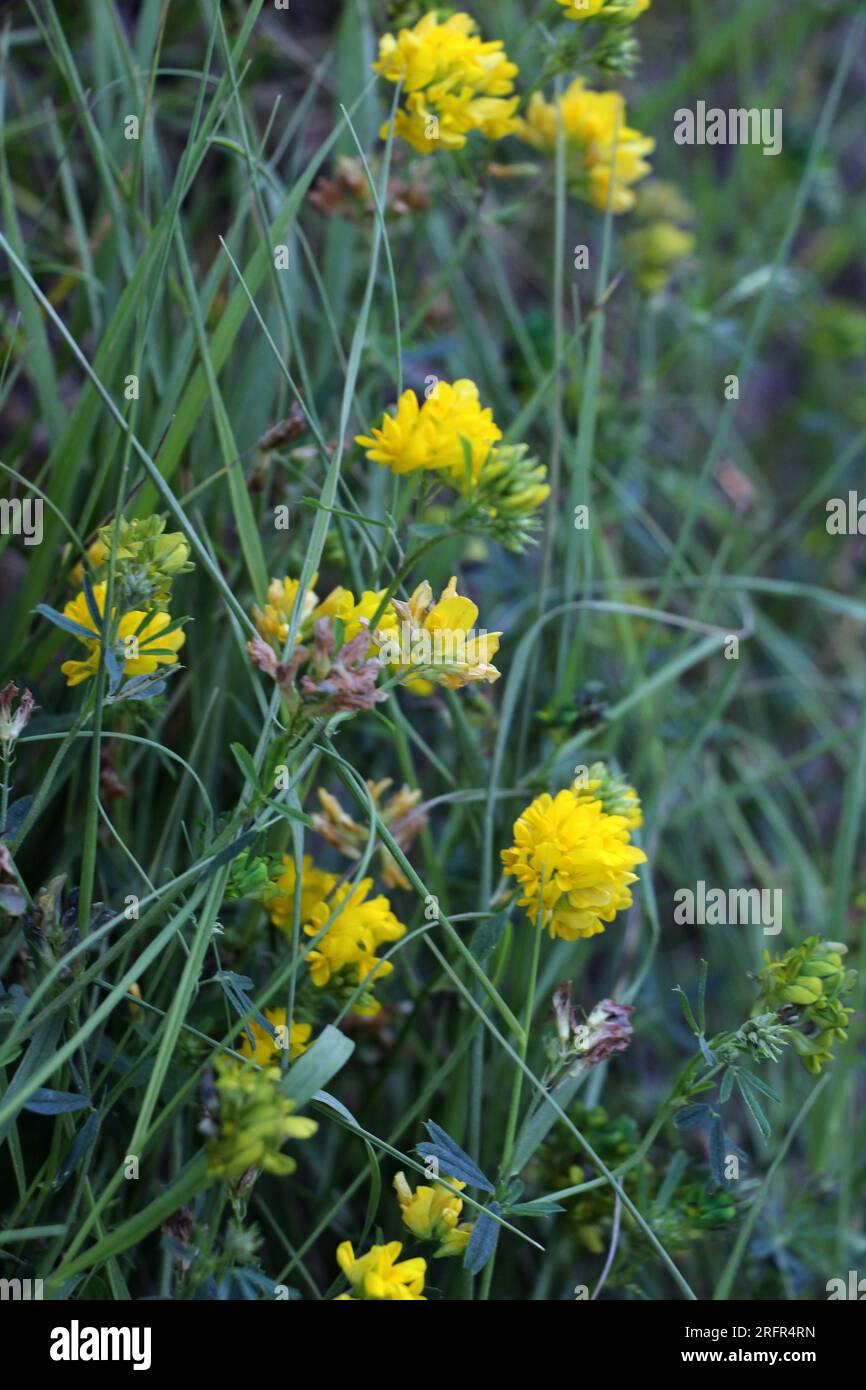 Alfalfa sickle (Medicago falcata) blooms in nature Stock Photo - Alamy