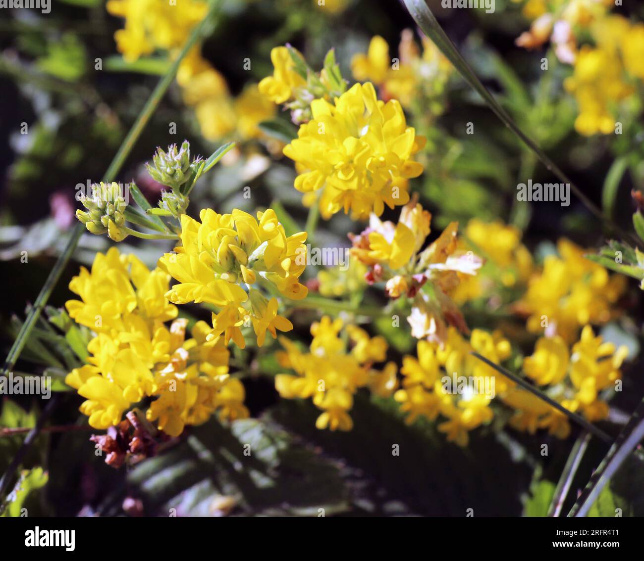 Alfalfa sickle (Medicago falcata) blooms in nature Stock Photo - Alamy