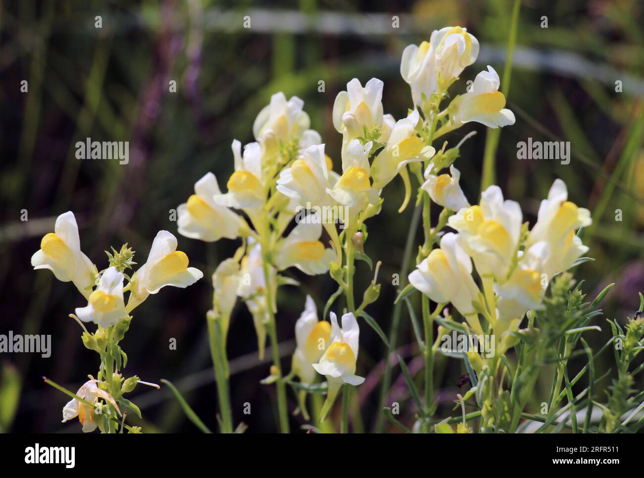 Linaria vulgaris blooms in the wild among grasses Stock Photo - Alamy