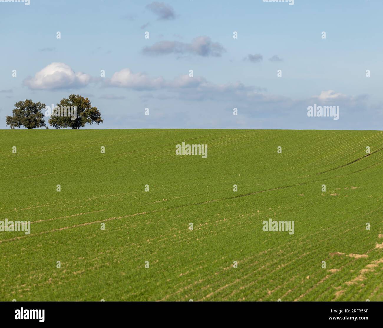 Two trees growing on the horizon fields with green cereals, autumn ...