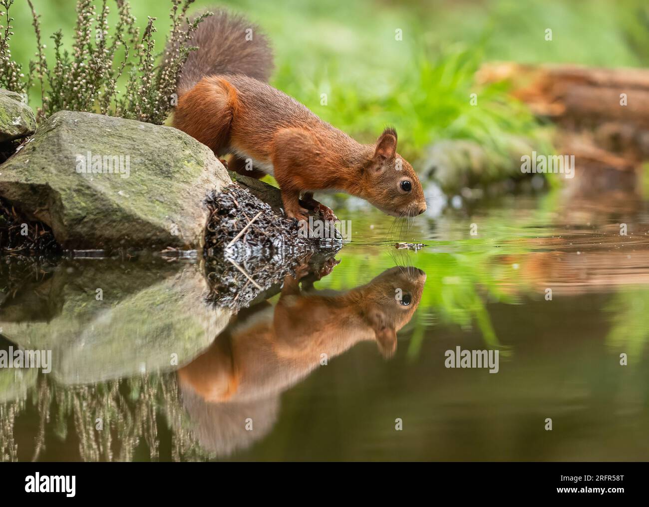 A unique shot of a cheeky Red Squirrel (Sciuris vulgaris) side on ...