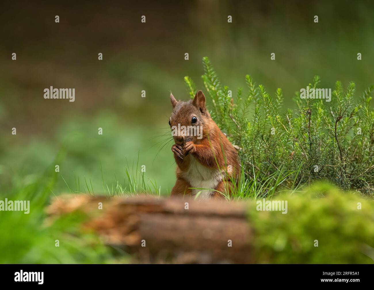 A close up of a rare Red squirrel ( Sciurus vulgaris) on a clear green ...