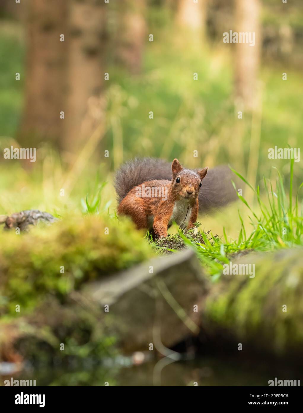 A rare Red squirrel ( Sciurus vulgaris) on against a natural background ...