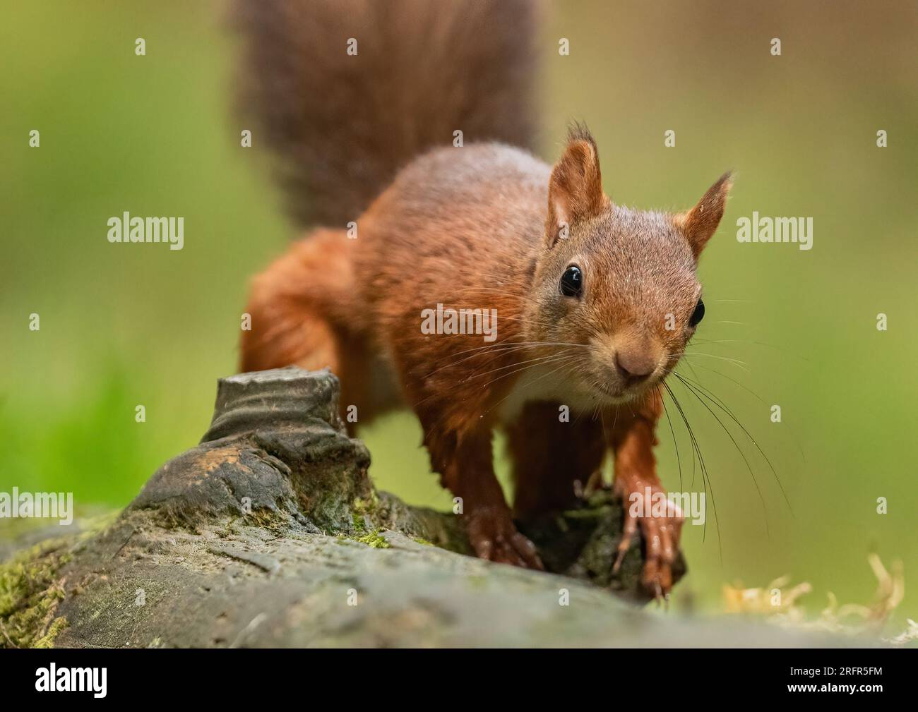 A close up of a rare Red squirrel ( Sciurus vulgaris) heading straight ...