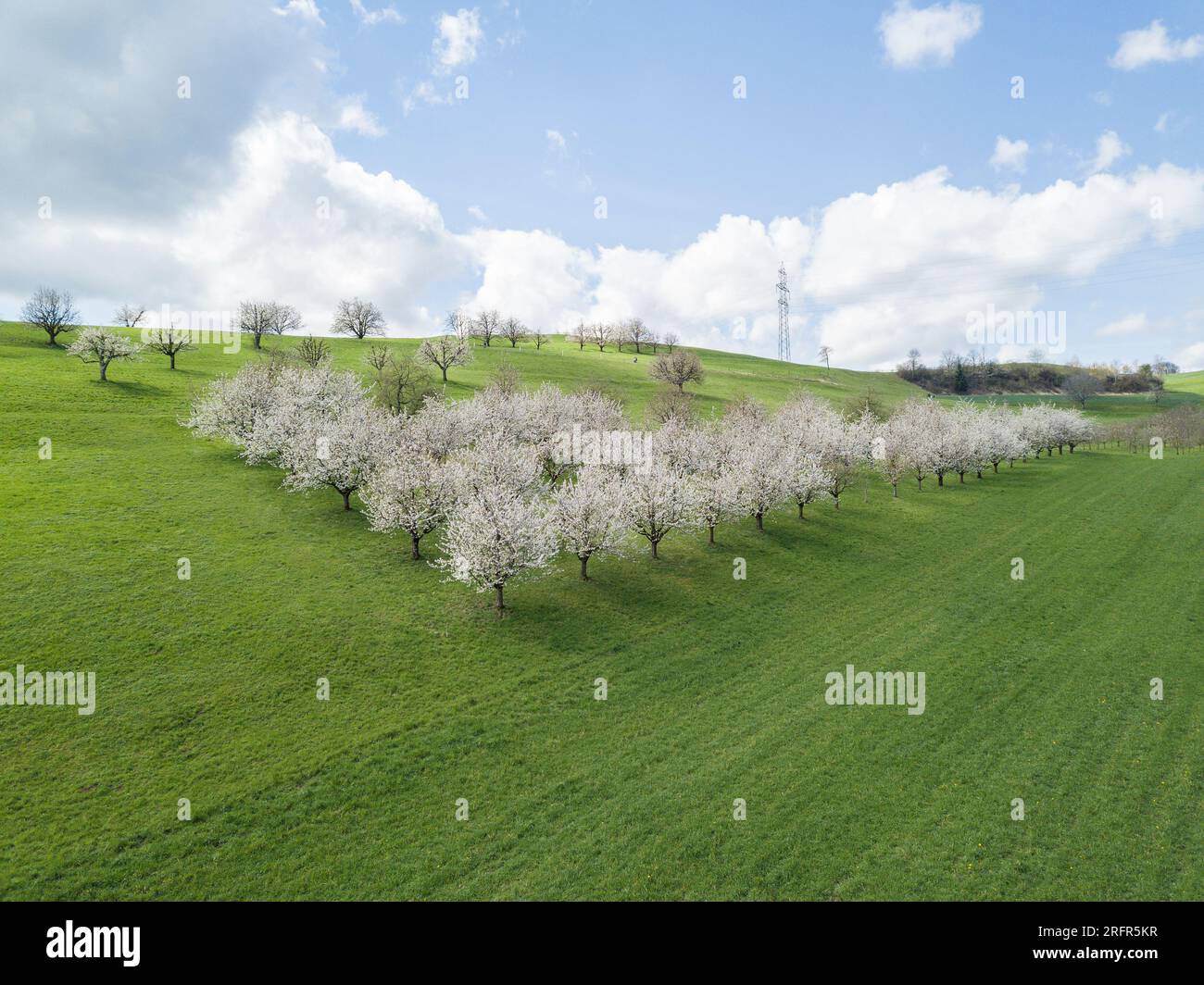Aerial view blooming cherry garden hi-res stock photography and images ...