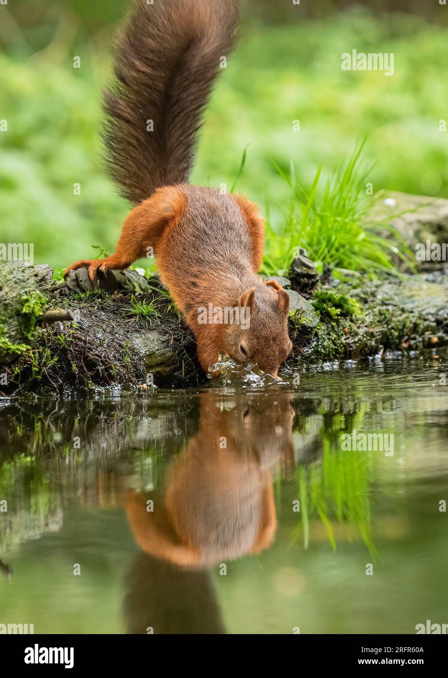 A Red Squirrel (Sciuris vulgaris) on a log . He is actually almost ...