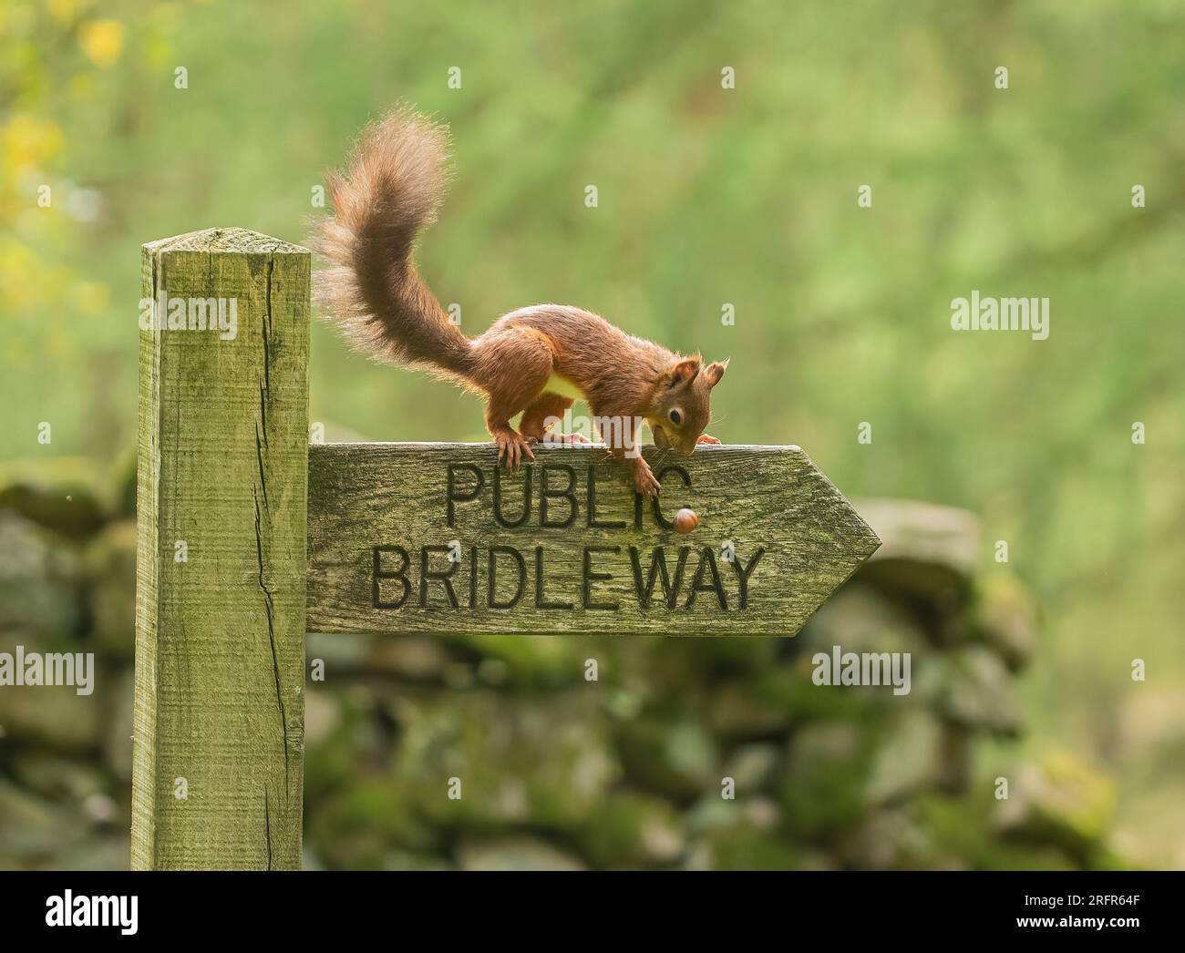 Action shot- I've dropped my nut . A comical photo of a threatened Red ...