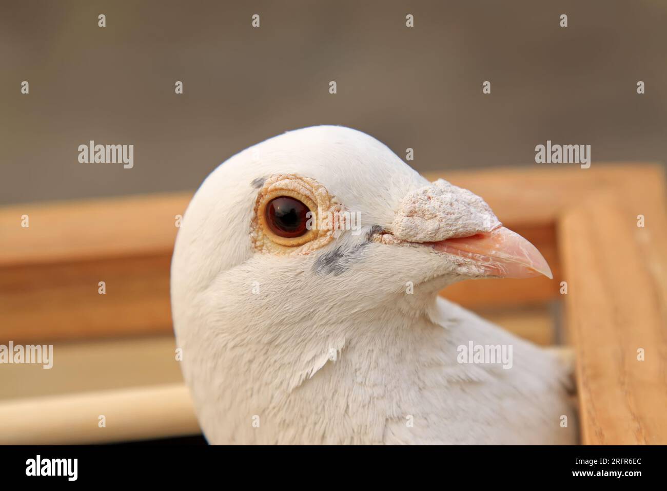 Birds head features hi-res stock photography and images - Alamy