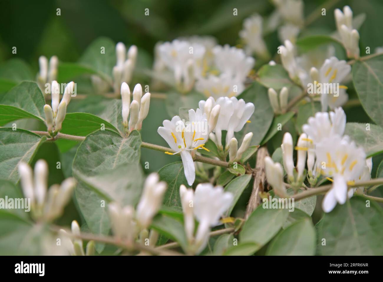 honeysuckle in the tree, in a garden, north china Stock Photo - Alamy