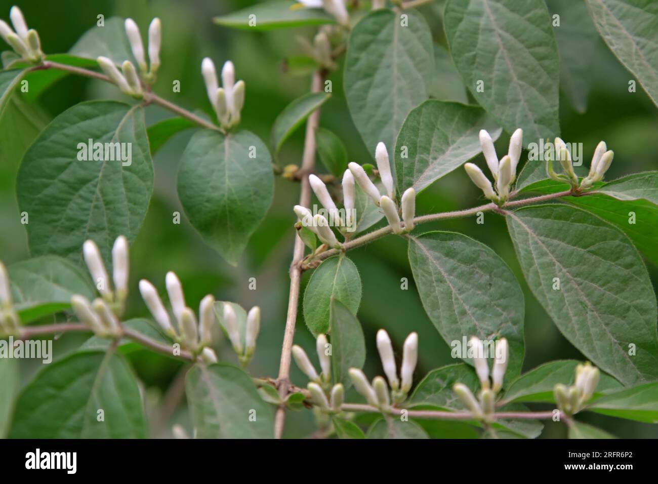 honeysuckle in the tree, in a garden, north china Stock Photo - Alamy