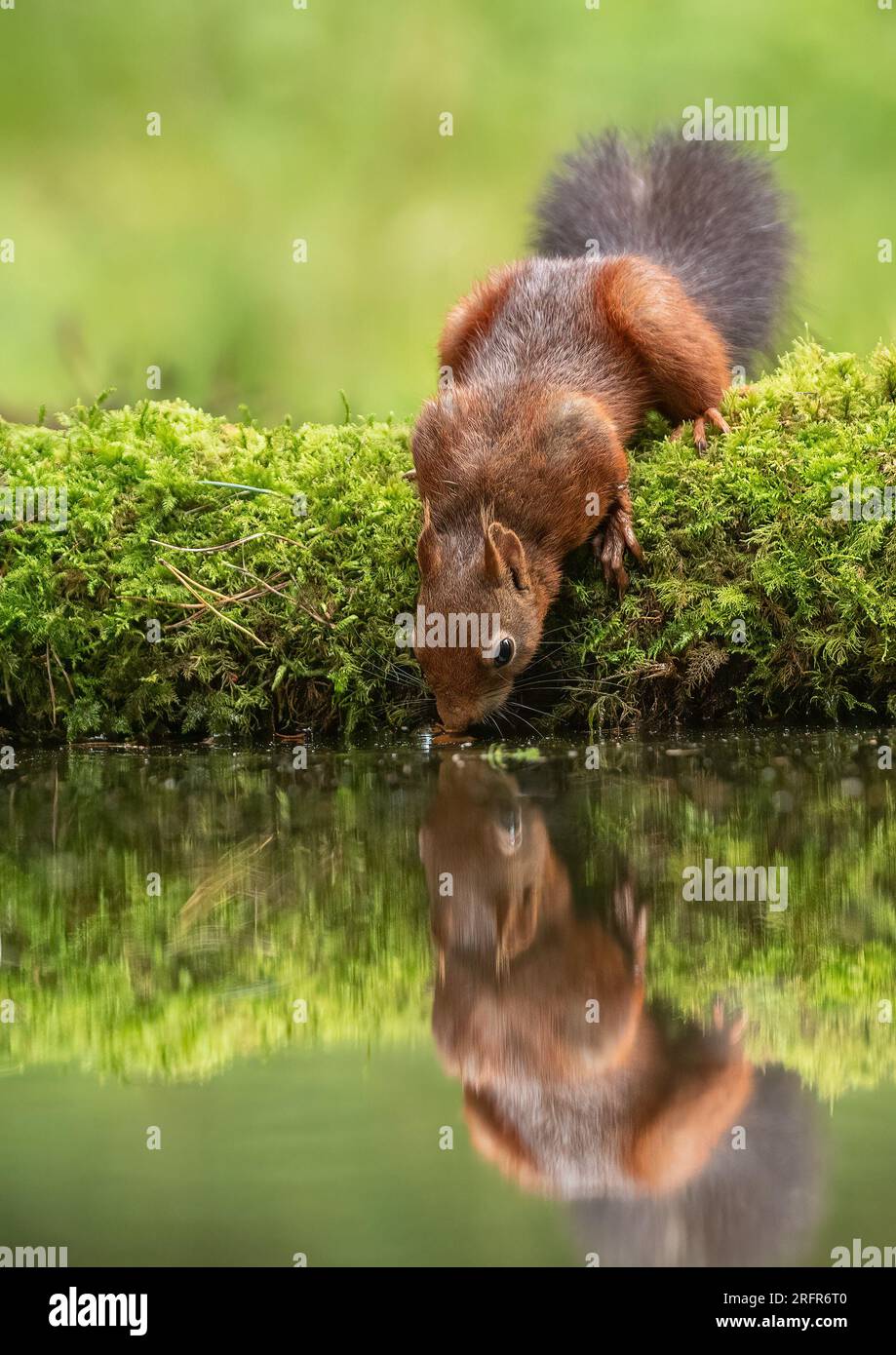 Almost perfect mirror image hi-res stock photography and images - Alamy