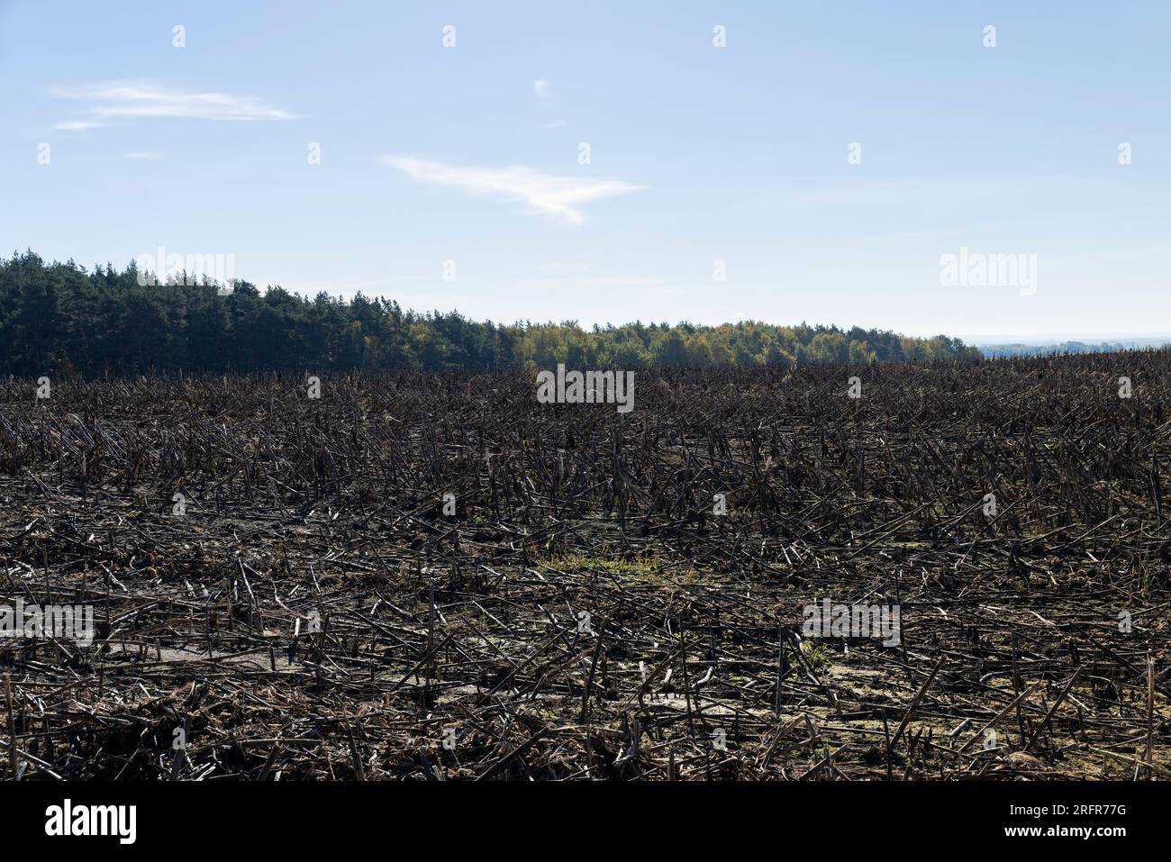 Agricultural field after sunflower harvest, black dry stalks from ...