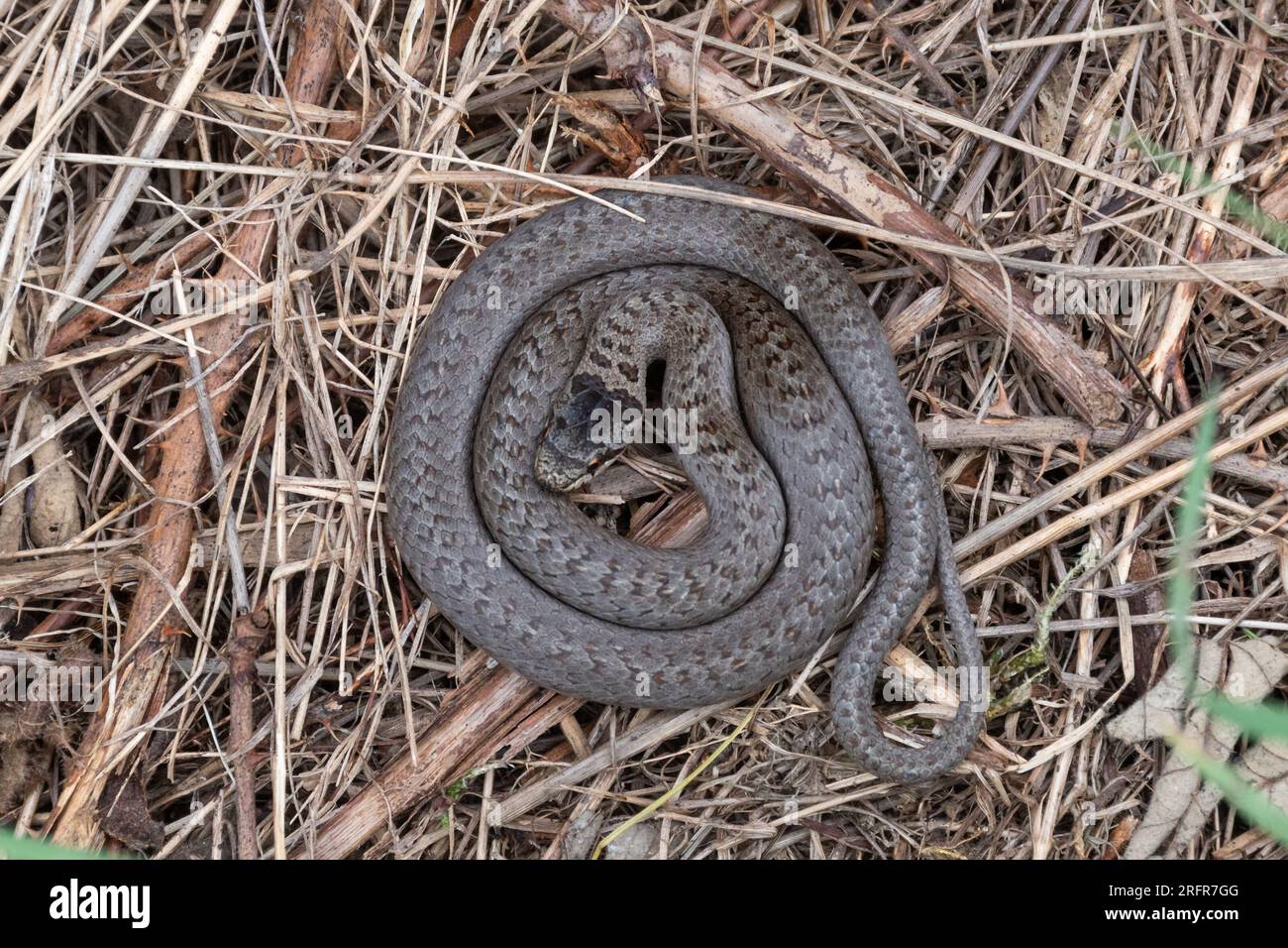 Britains rarest reptile hi-res stock photography and images - Alamy
